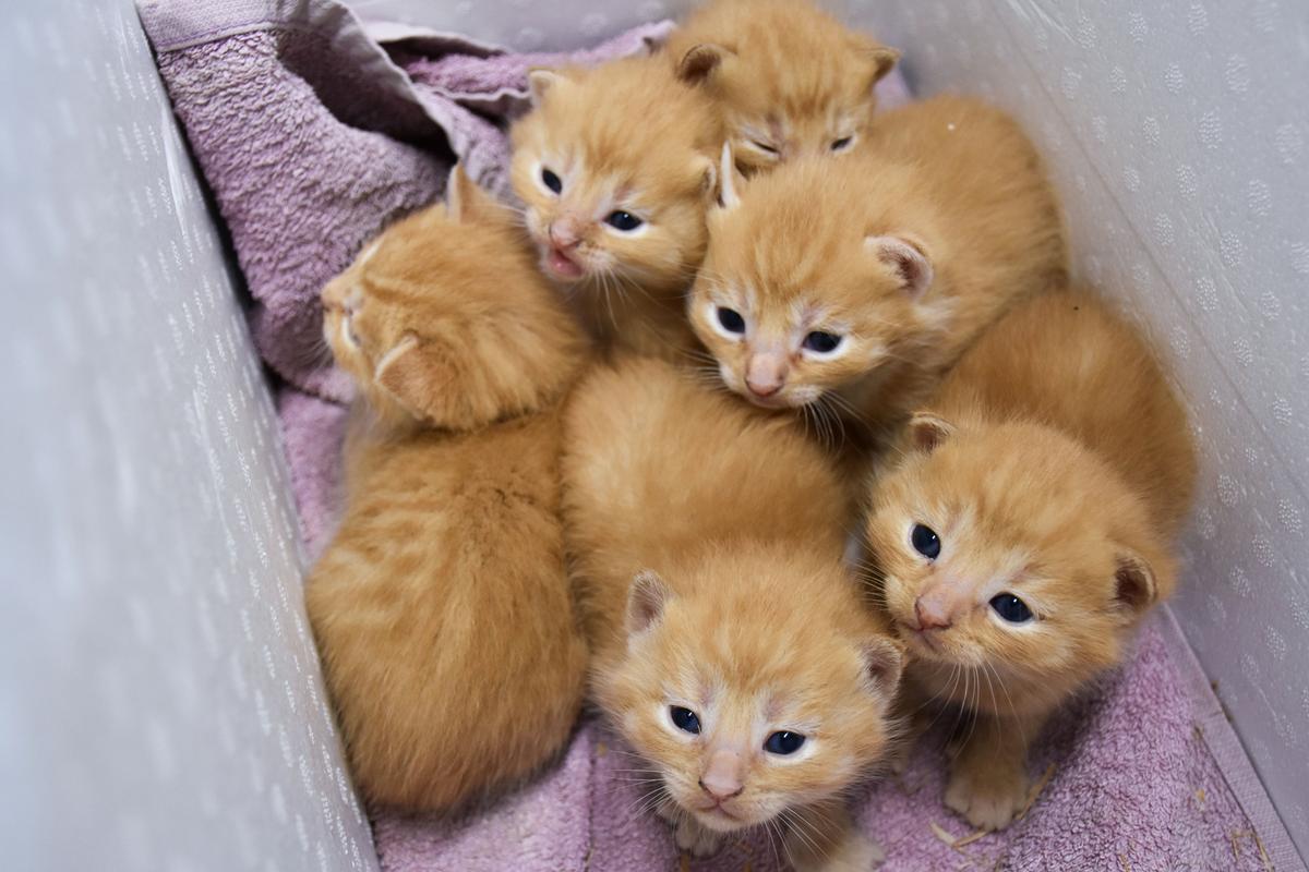 Tyder på nyt rekordår: Højsæson for kasserede killinger starter nu | Dyrenes Beskyttelse